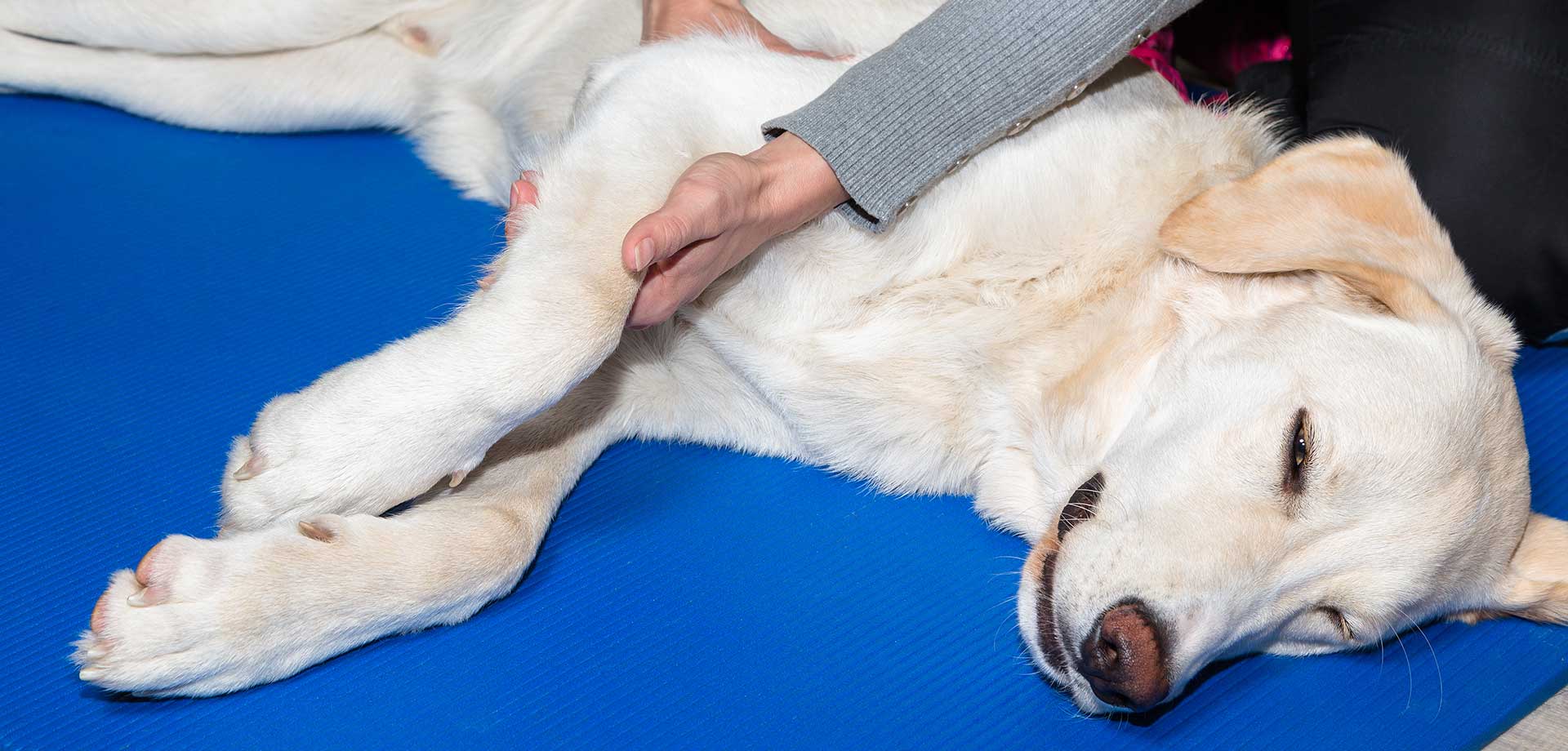 Canine Rehabilitation | Hub City Veterinary Clinic