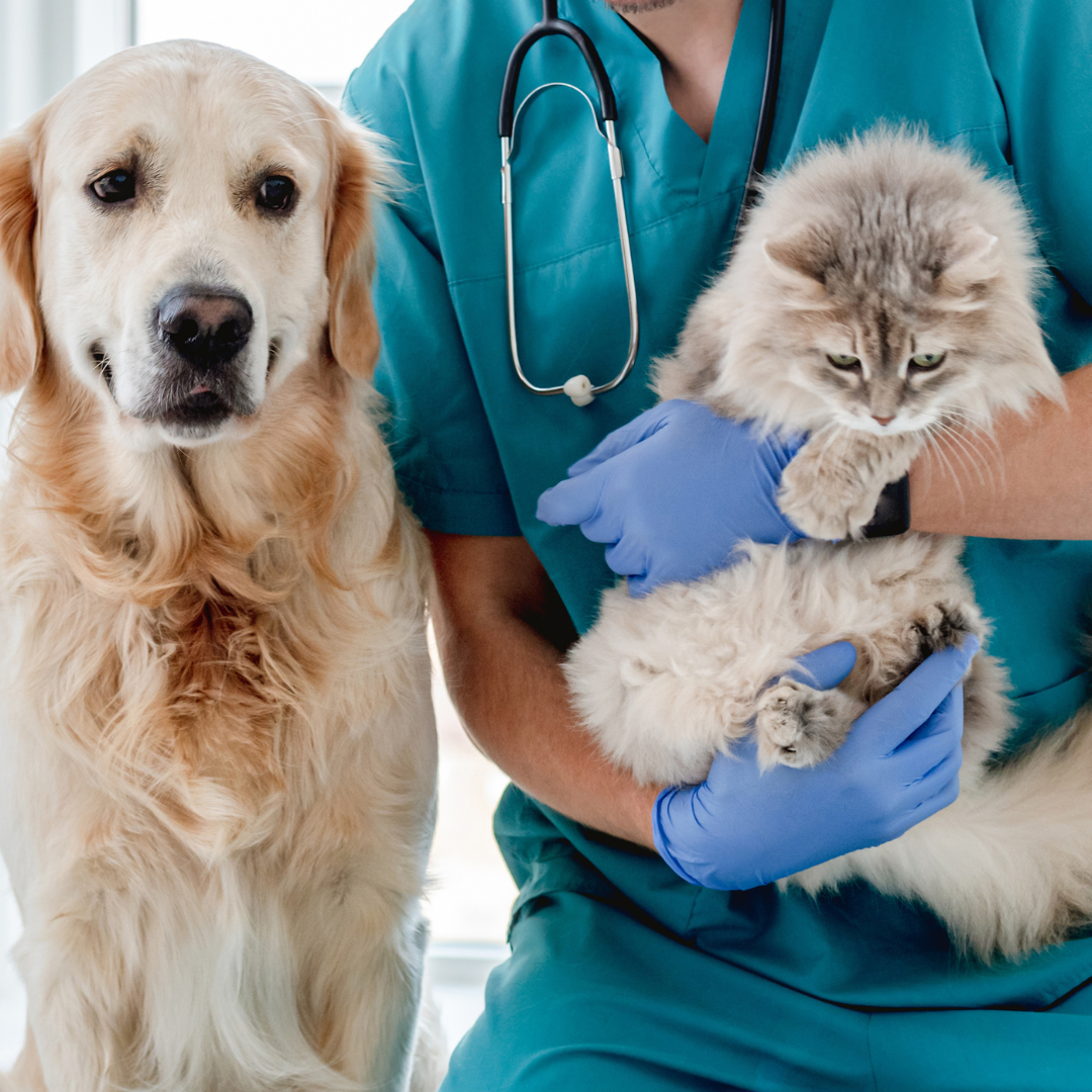 Preventive Care for Adult & Senior Pets: Why Regular Checkups Matter ...