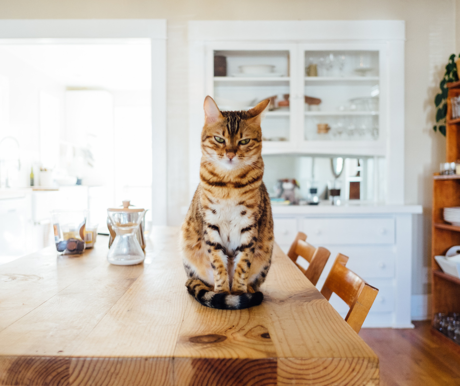 Spring Cleaning Safety: Household Chemicals That Send Pets to the Vet ...